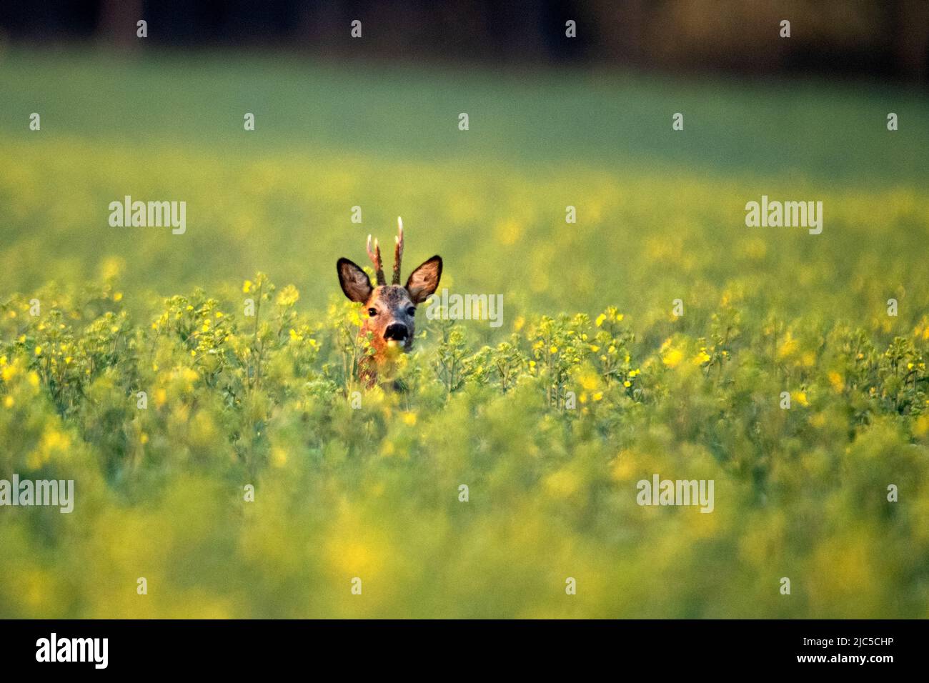 Rehe im Feld *** Local Caption *** Capreolus capreolus, field roe deer ...