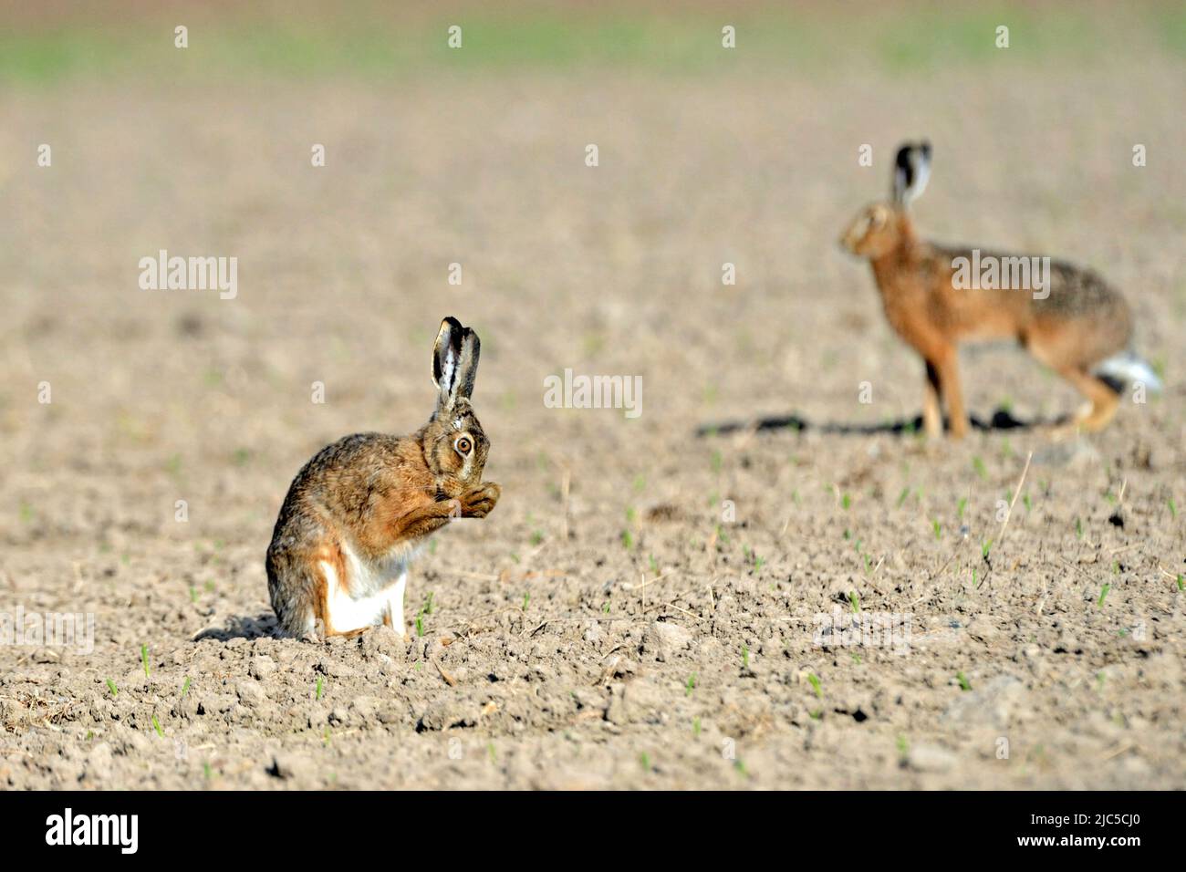 Feldhase *** Local Caption *** Field hare, field hare, free living ...