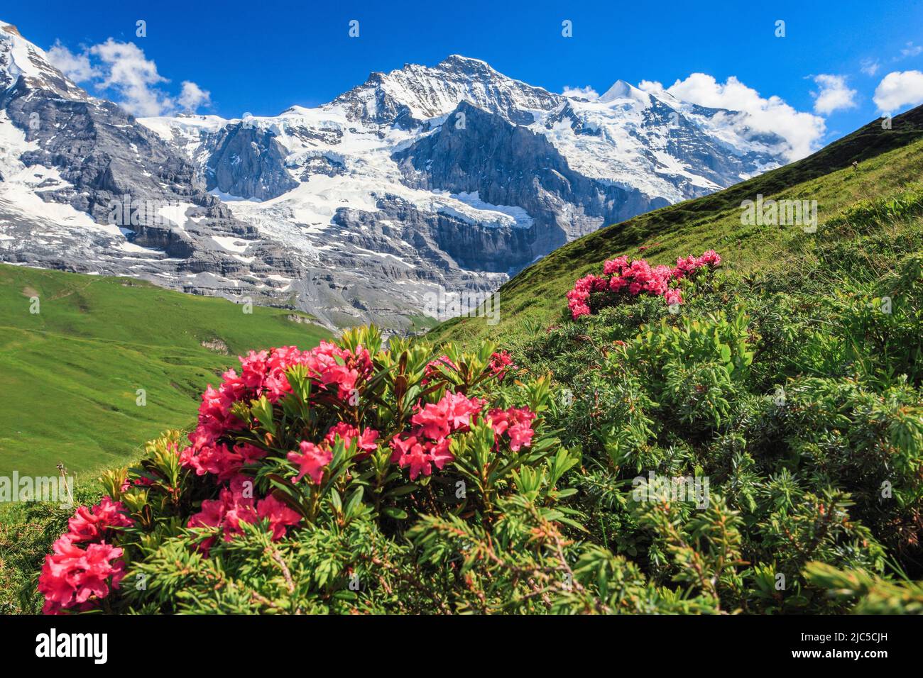 Jungfrau mit Alpenrosen, Berner Oberland, Schweiz *** Local Caption *** The Alps, nightmare ...