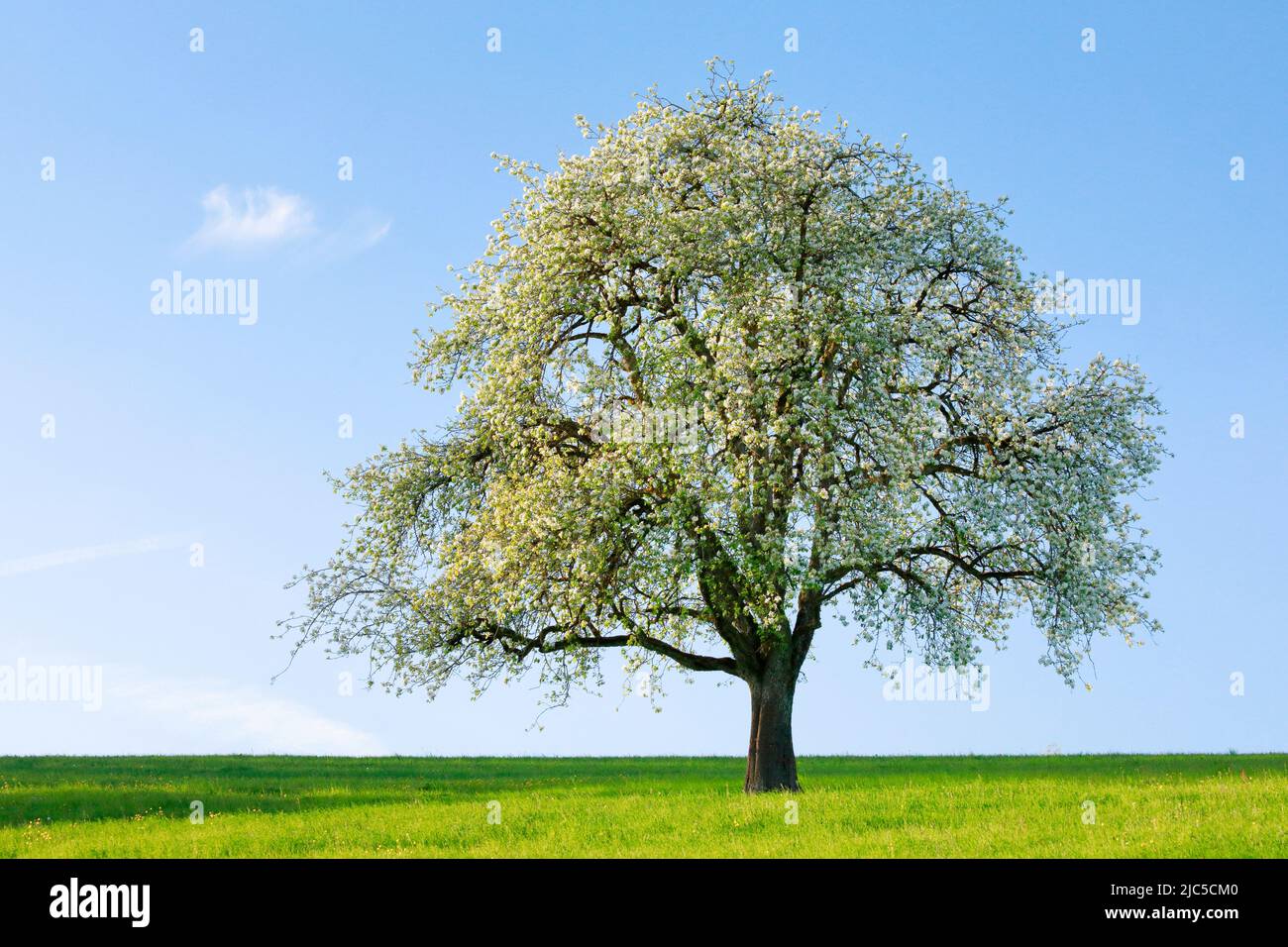Alleinstehender, blühender Birnbaum auf grüner Wiese im Abendlicht, bei ...