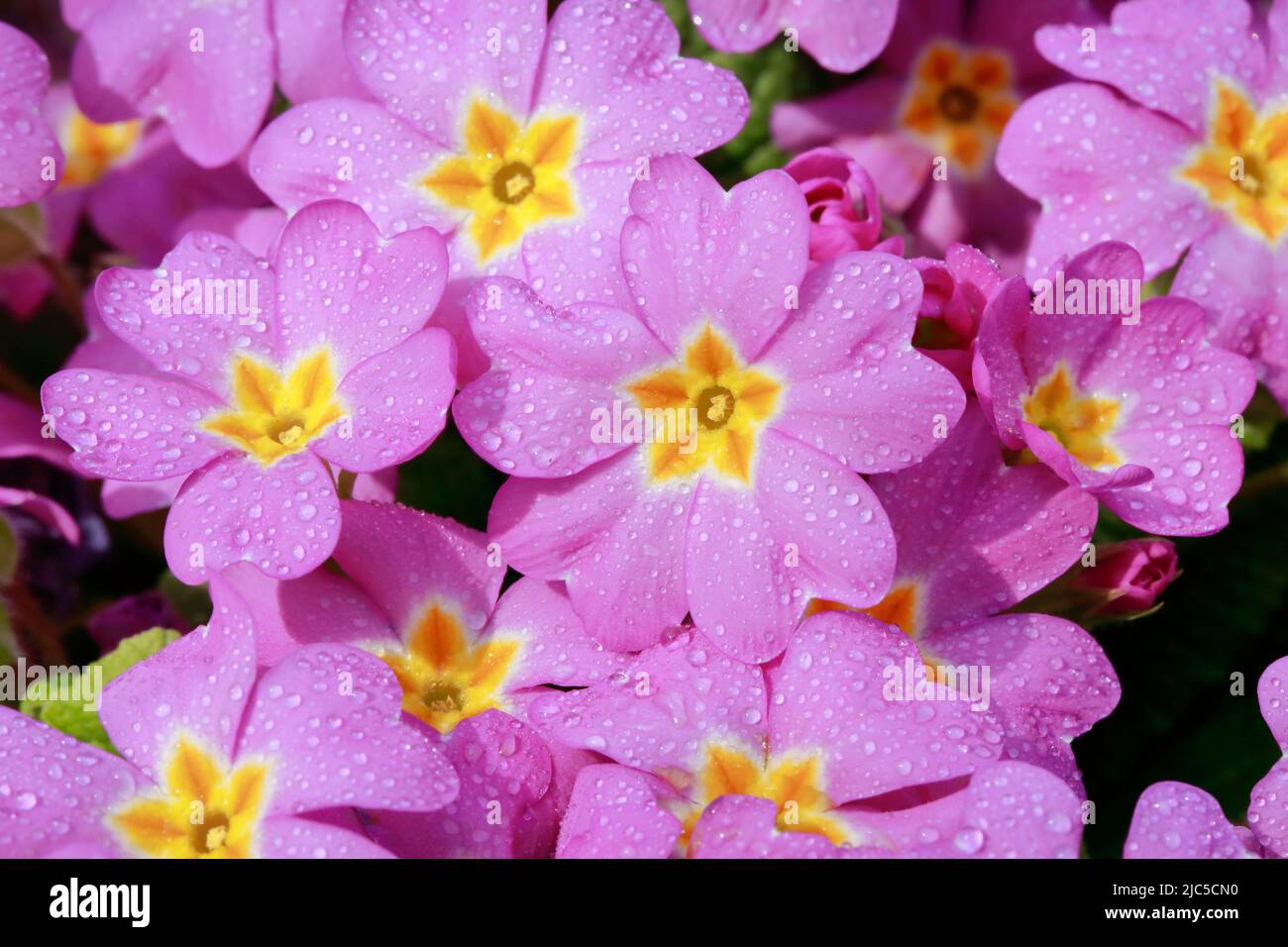 Rosa bedeckten hi-res stock photography and images - Alamy