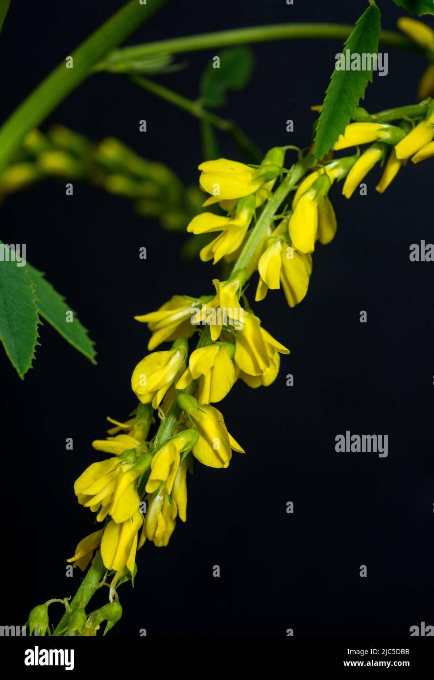 Ribbed Melilot (Melilotus officinalis), close-up with black background ...