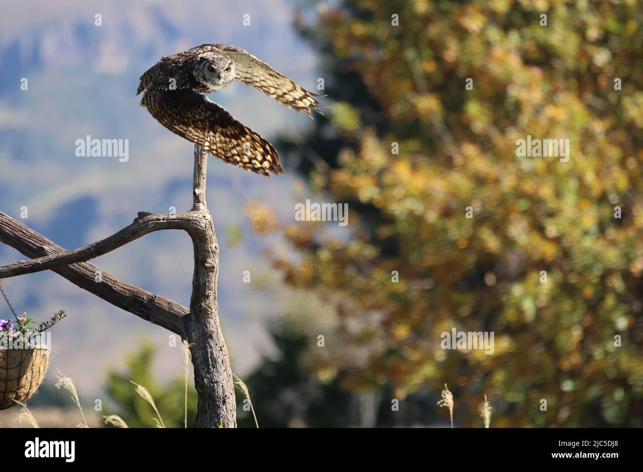 Hawk flying from the tree branch in nature, while staring to the camera ...