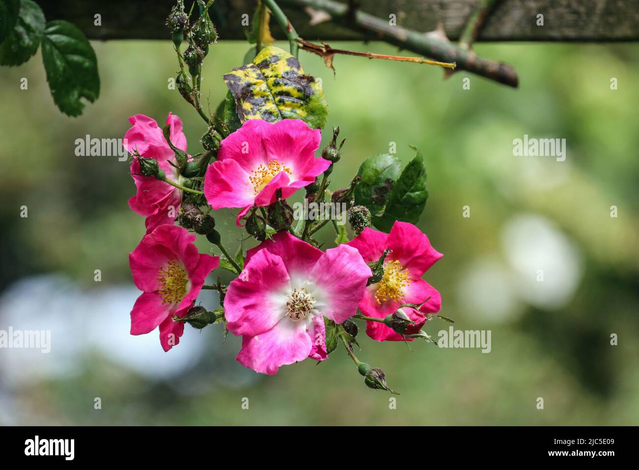 Rambling roses on a wooden arch, with a few pests. Pink and colourful ...