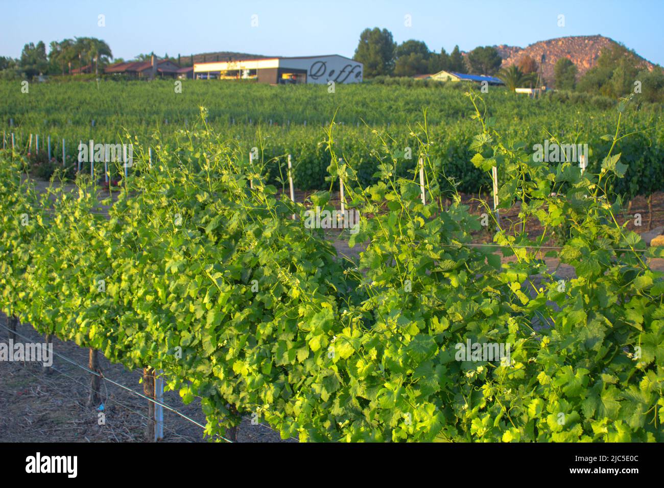 Doffo winery hi-res stock photography and images - Alamy