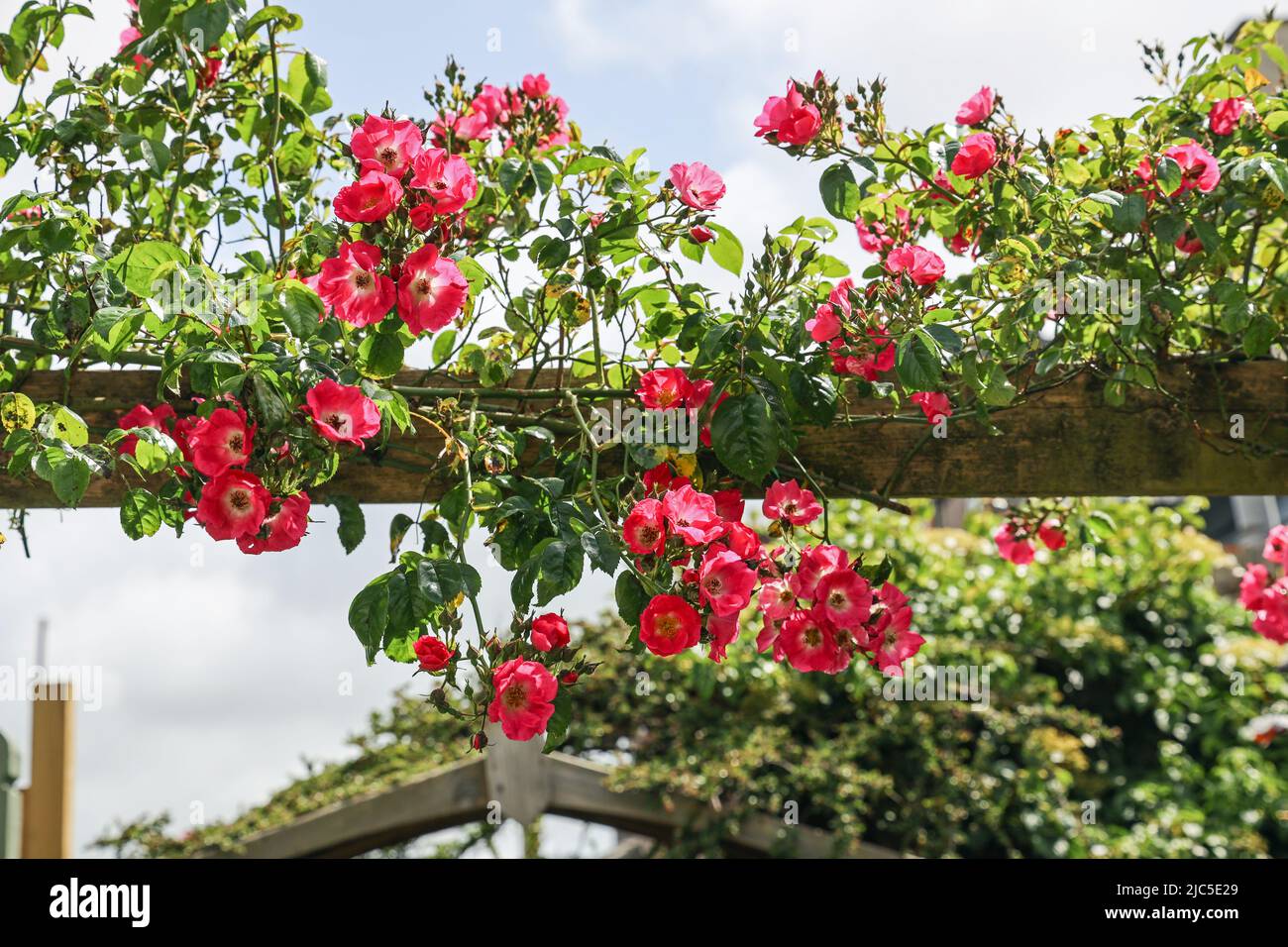 Rambling roses hi-res stock photography and images - Alamy