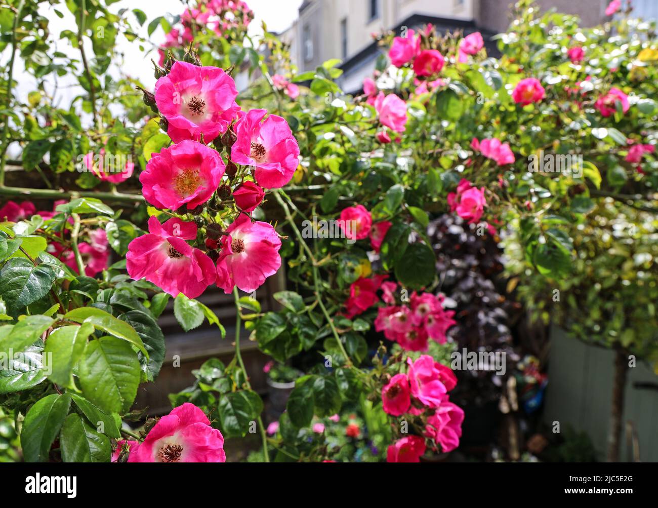Rambling roses on a wooden arch, with a few pests. Pink and colourful ...