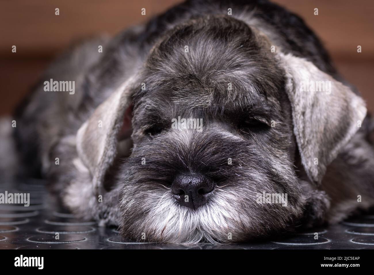 Front view miniature schnauzer sitting hi-res stock photography and ...