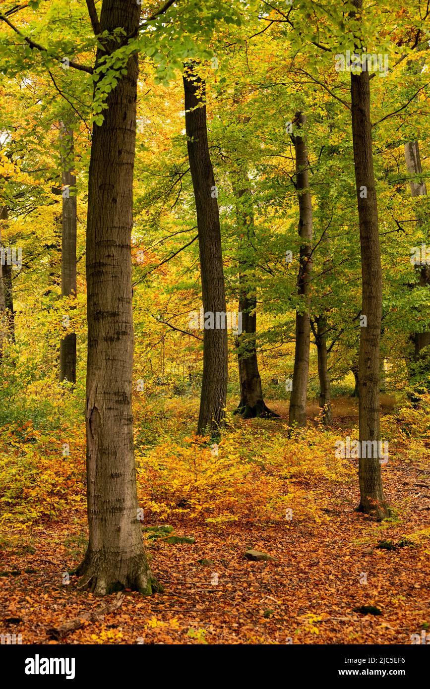 Beautiful autumn forest scenery with trunks old beech trees with fall ...