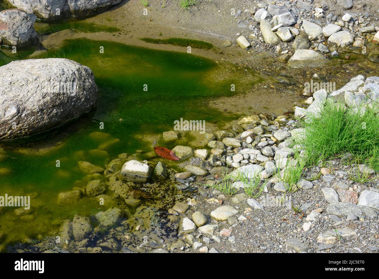 Tadpoles larvae frog hi-res stock photography and images - Alamy