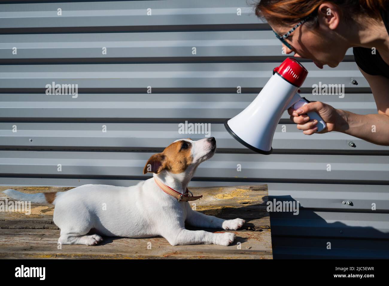 Funny dog fail hi-res stock photography and images - Alamy