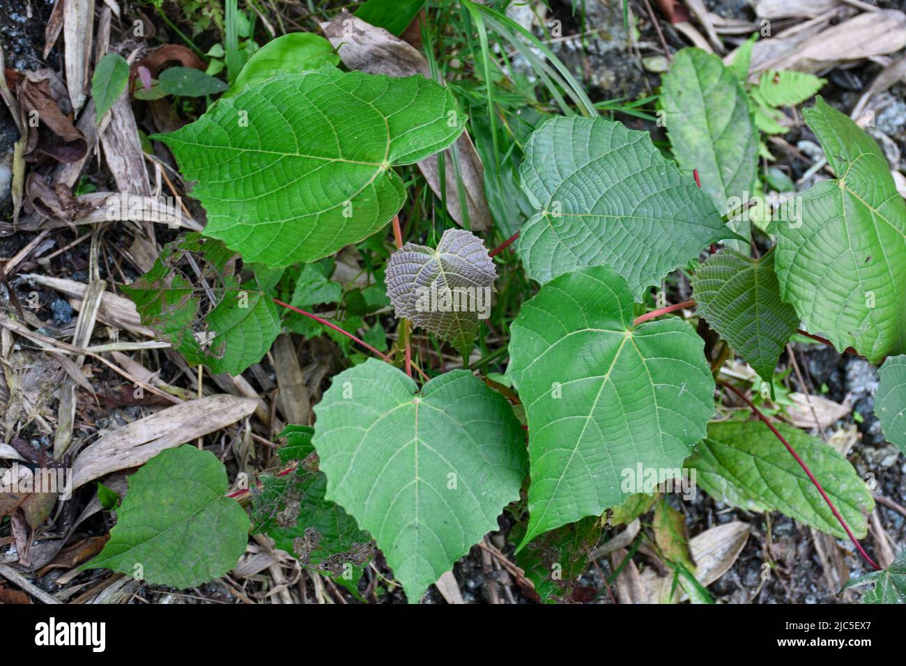 Yellow poplar tree hi-res stock photography and images - Alamy