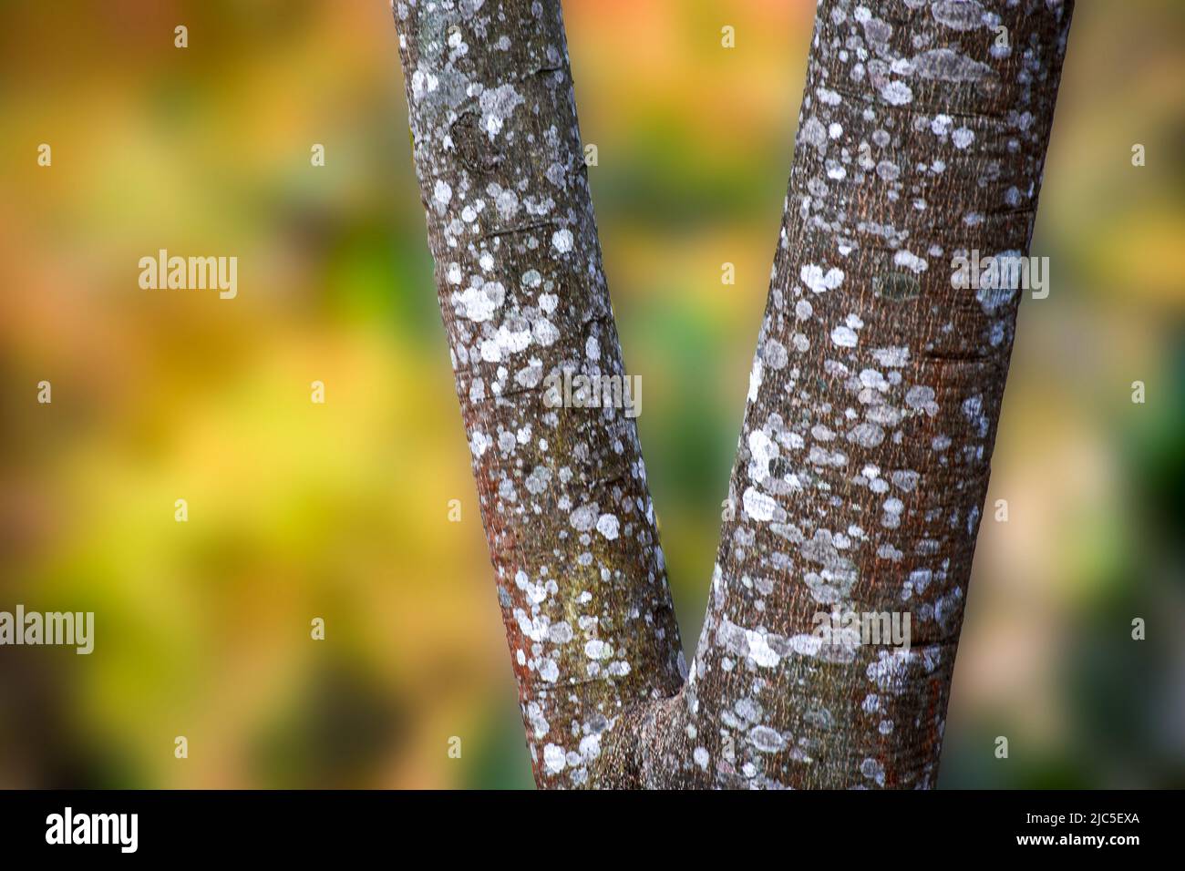 Closeup view of White lichen growing on tree bark Stock Photo - Alamy