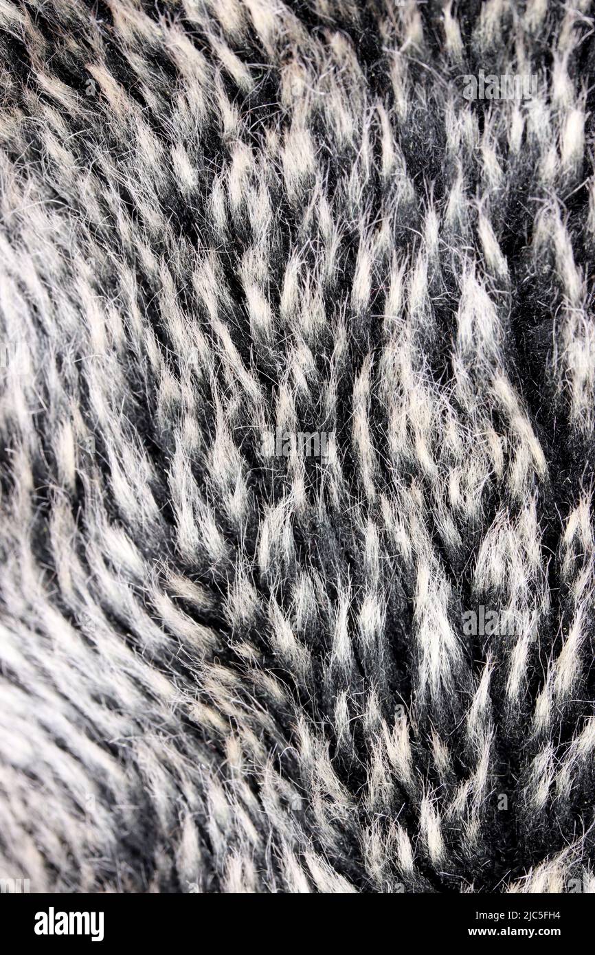 Animal protection fashion hair hi-res stock photography and images - Alamy