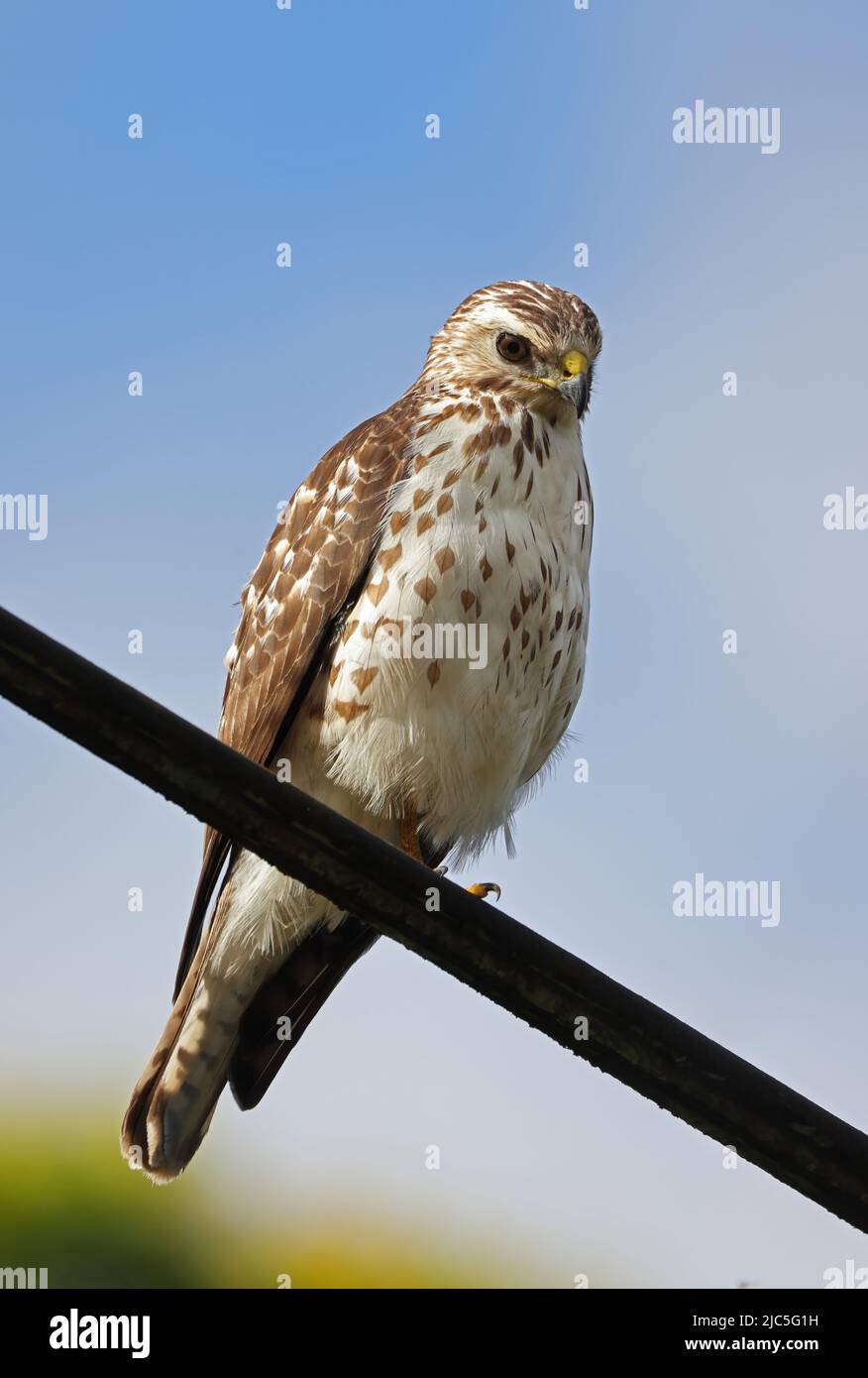 Immature Broad Winged Hawk