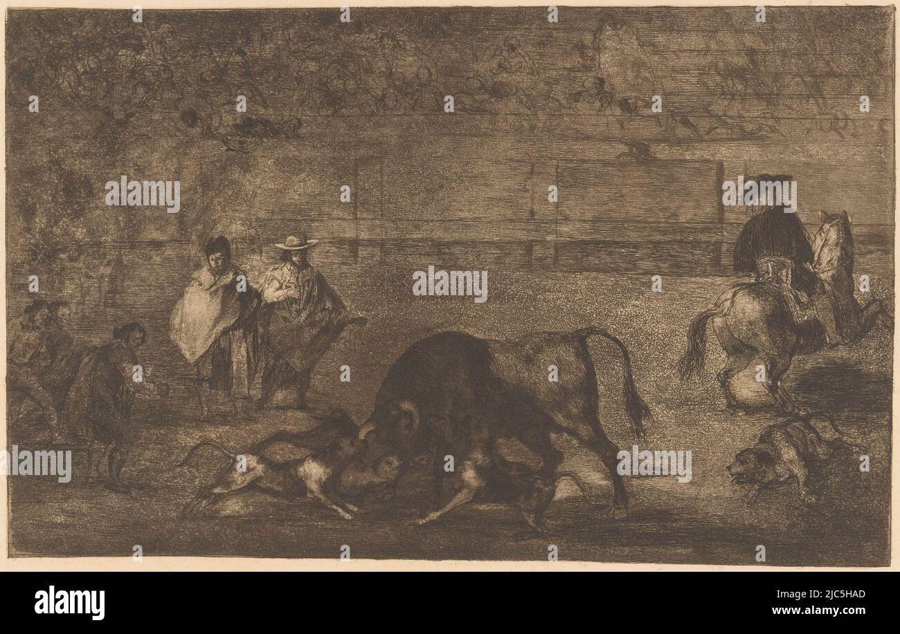 Dogs les chiens laches sur le taureau bullfighting hi-res stock ...