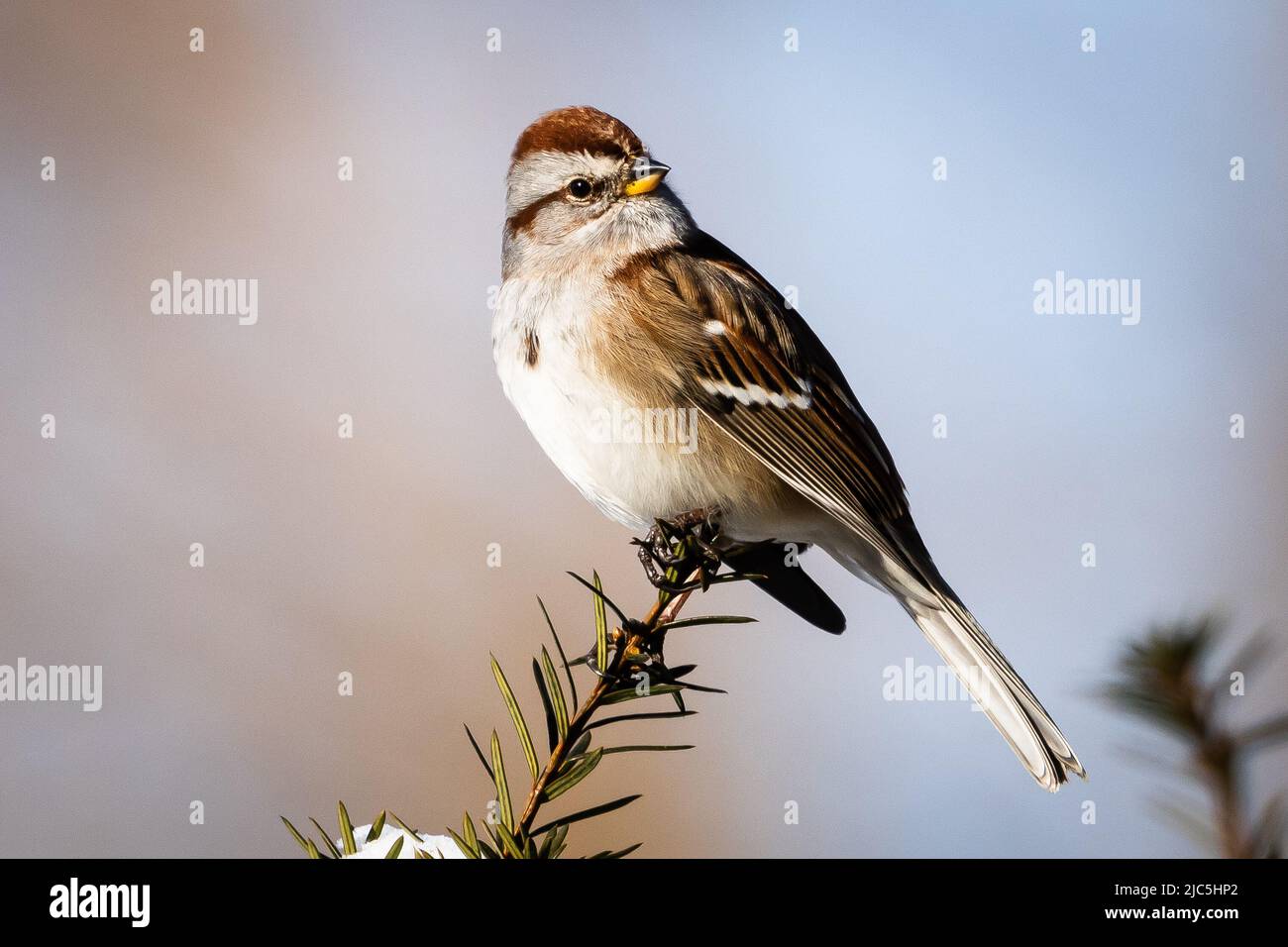 American Tree Sparrow Perched in Spruce Tree Stock Photo - Alamy