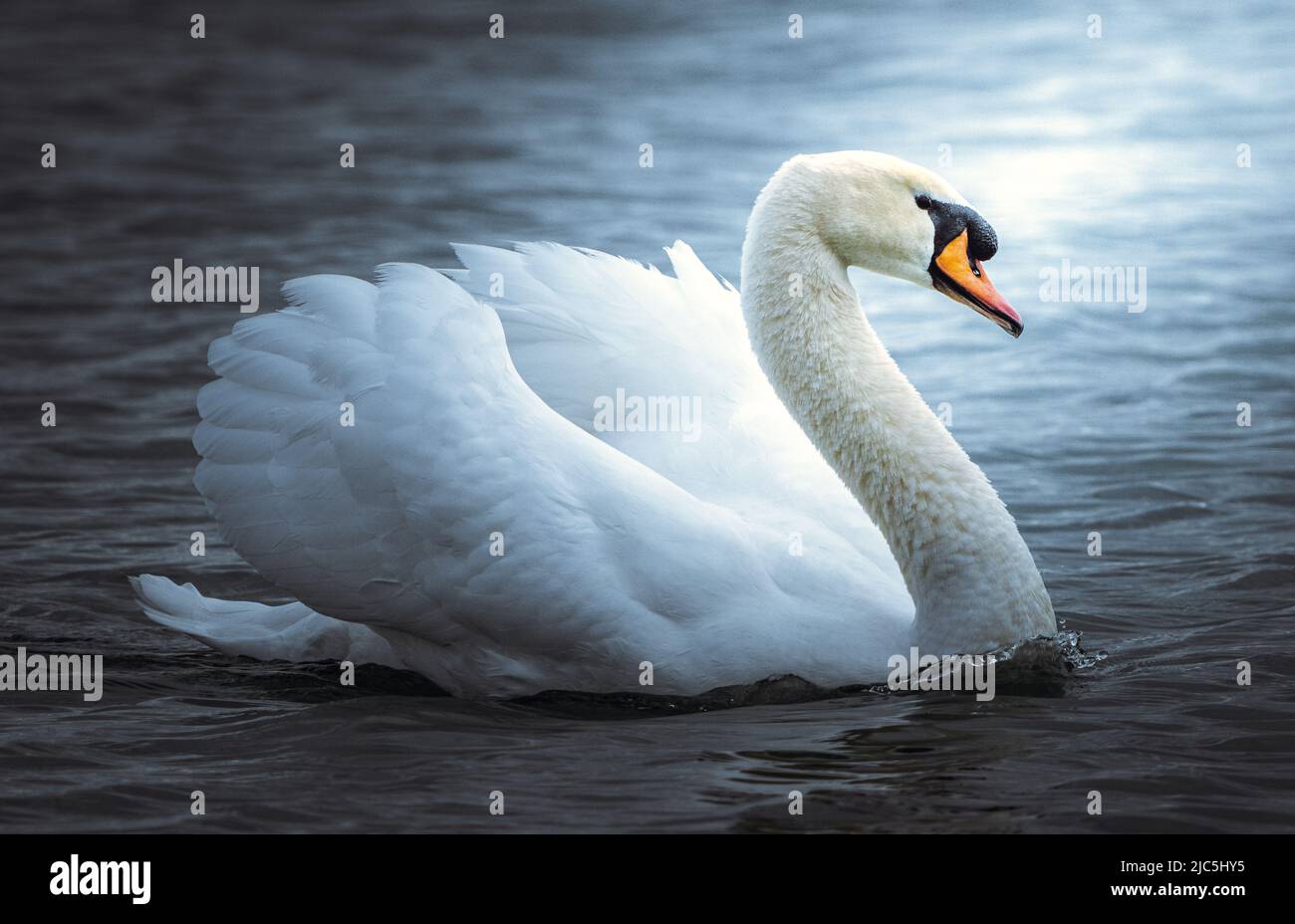 Wild majestic swan looking away Stock Photo - Alamy