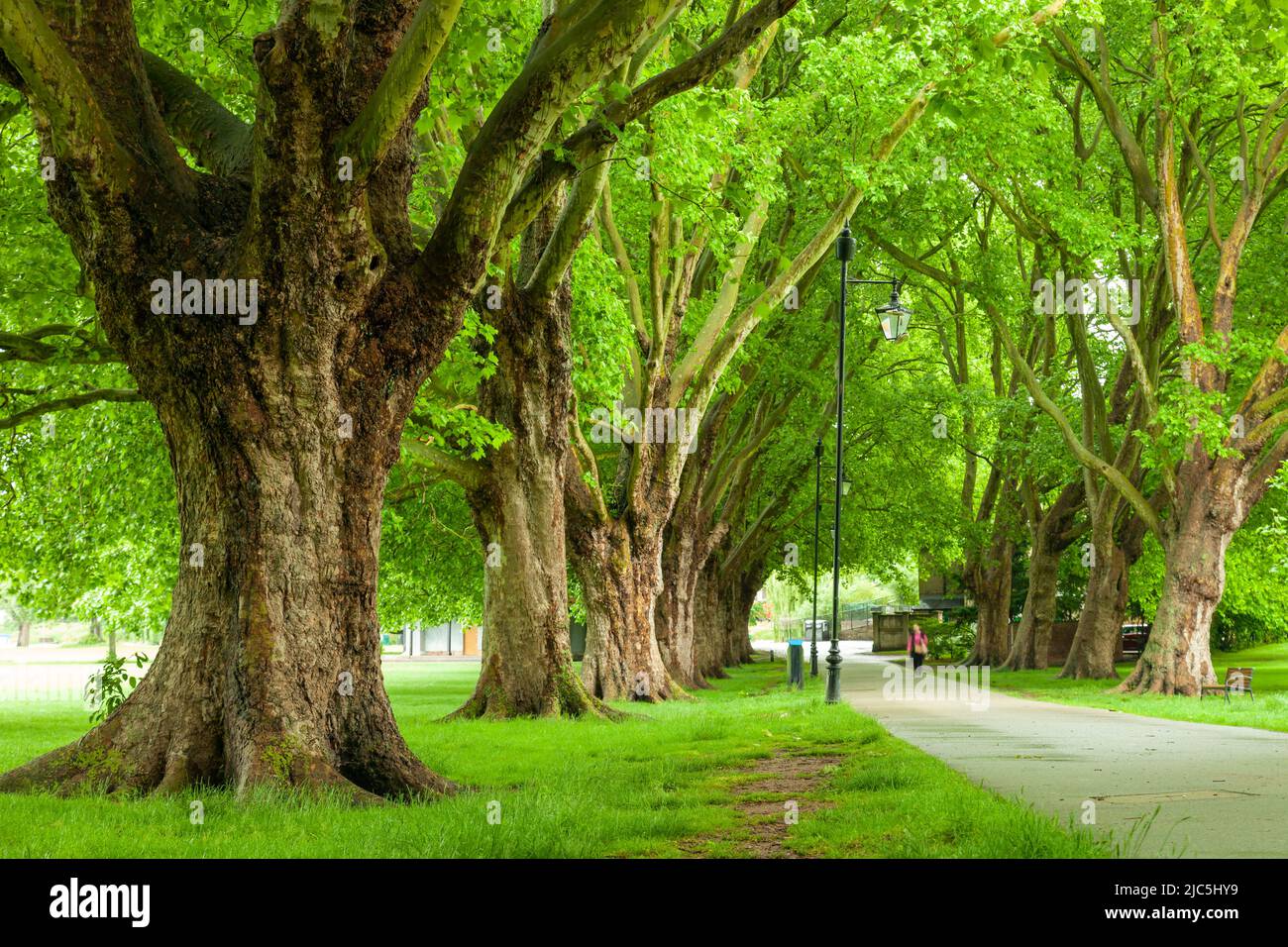 Spring morning at Jesus Green in Cambridge, England Stock Photo - Alamy
