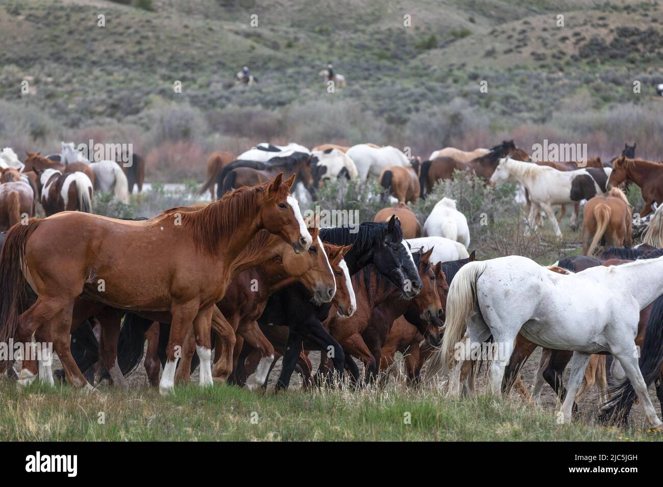 Dude ranch colorado hi-res stock photography and images - Alamy