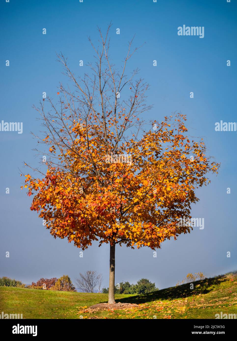 Full maple hi-res stock photography and images - Alamy