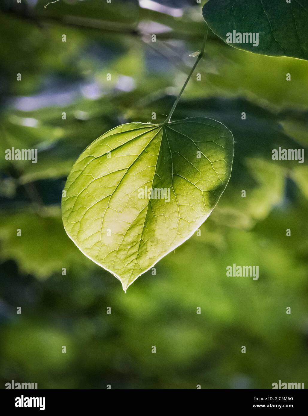 Cercis canadensis leaf hi-res stock photography and images - Alamy