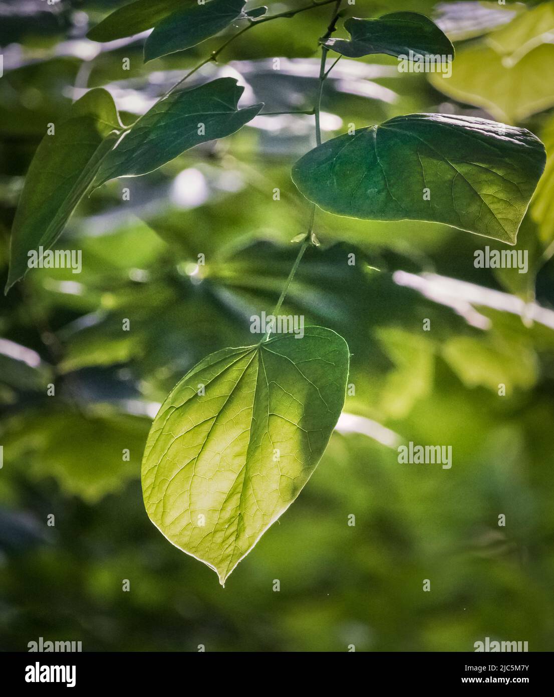 North american tree leaf hi-res stock photography and images - Alamy