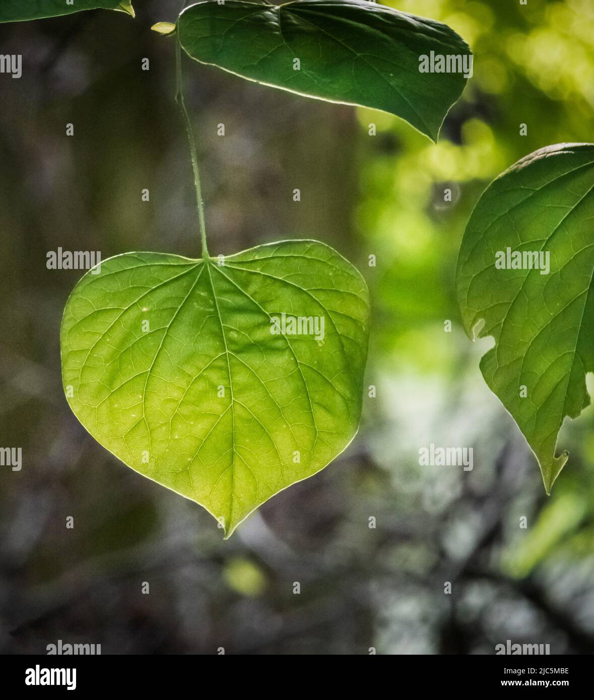 Branch of a Eastern Redwood tree, Cercis canadensis, with green leaves ...