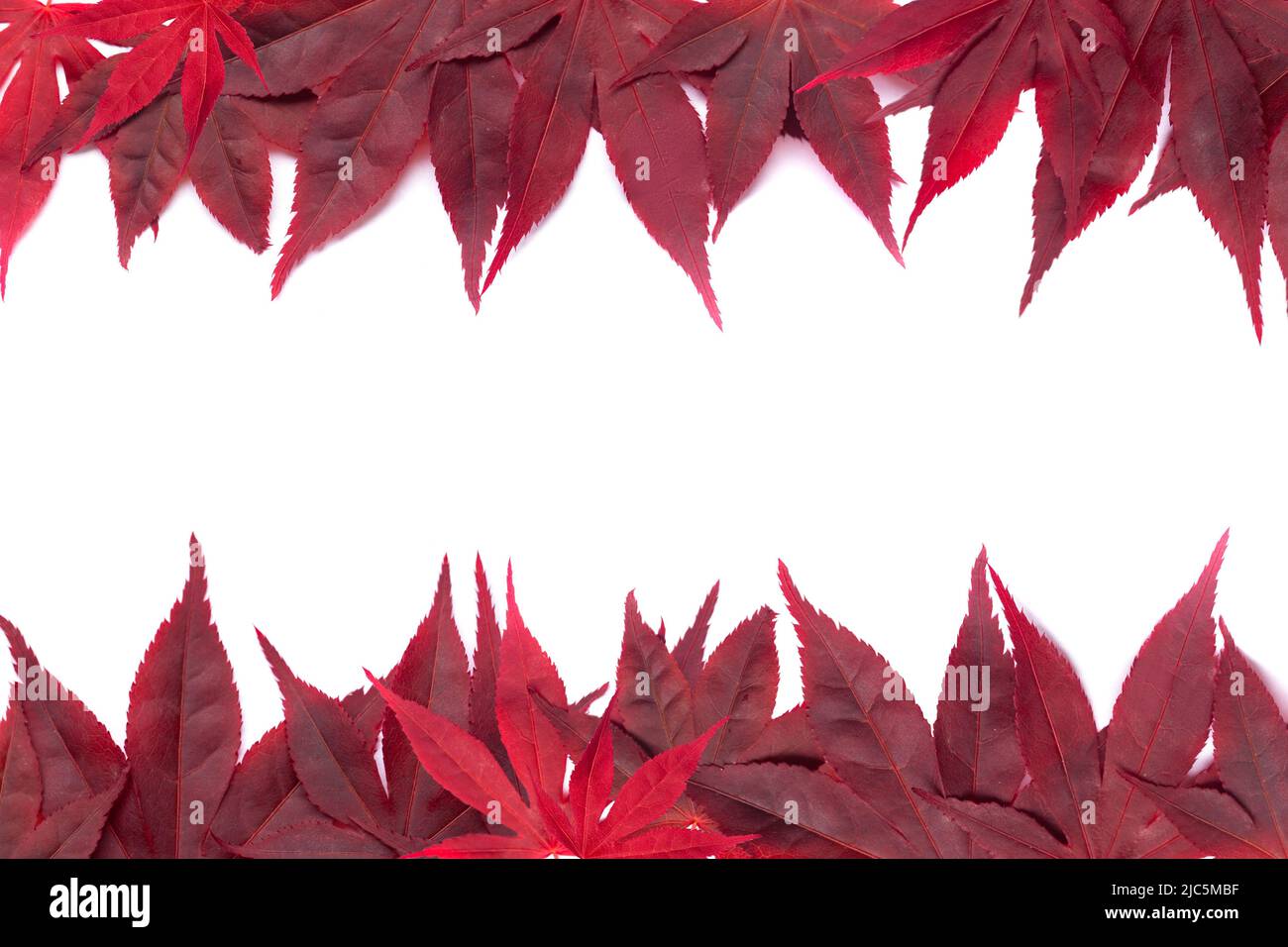 Frame of autumn red leaves. Fall maple leaves border on white Stock ...