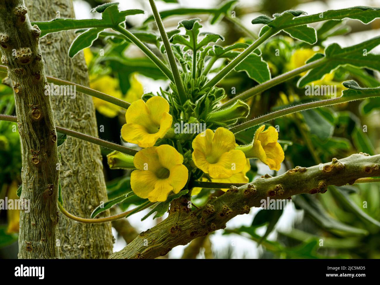Uncarina roeoesliana (Family Pedaliaceae) is endemic to southern ...