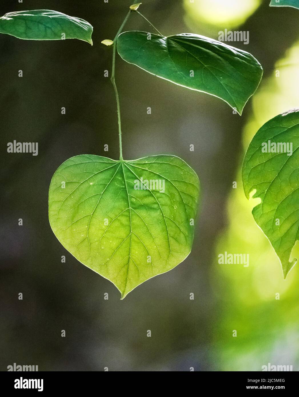 Cercis canadensis leaf hi-res stock photography and images - Alamy