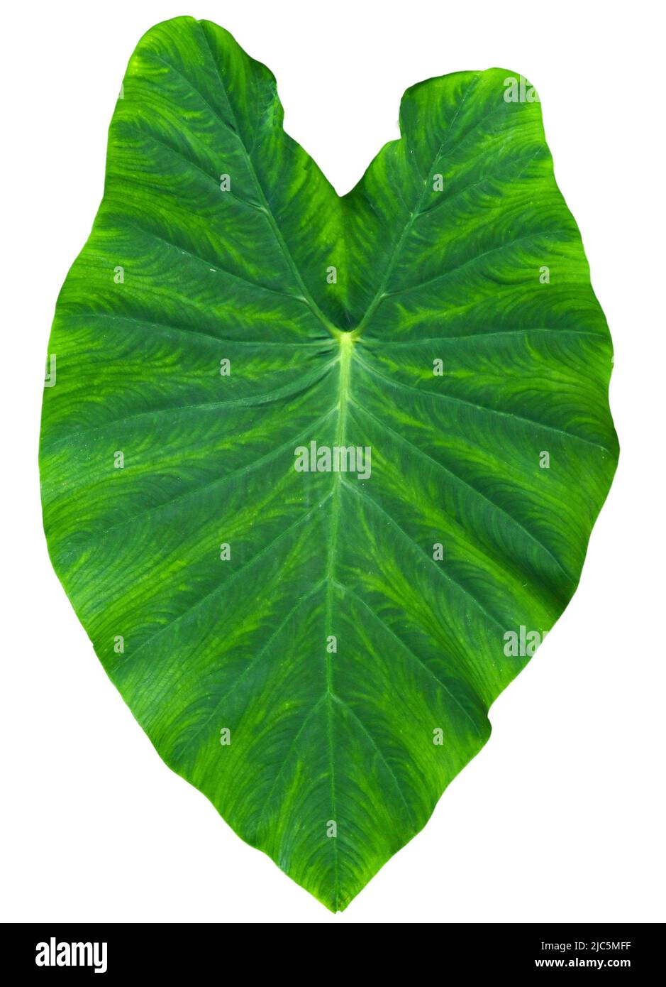 Colocasia elephant ear leaf Cut Out Stock Images & Pictures - Alamy