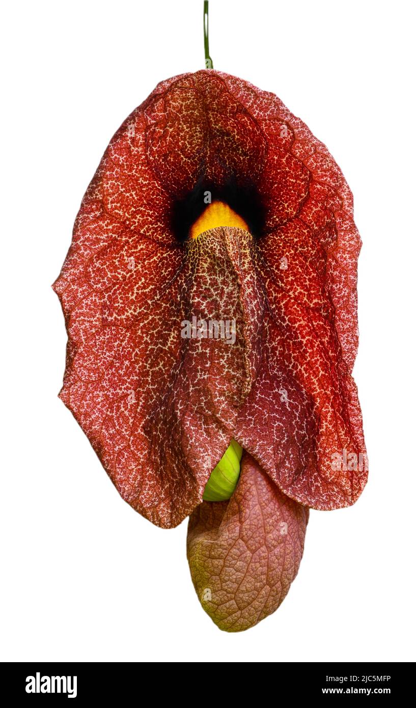 Giant Pelican Flower or Brazilian Dutchman‘s Pipe (Aristolochia ...