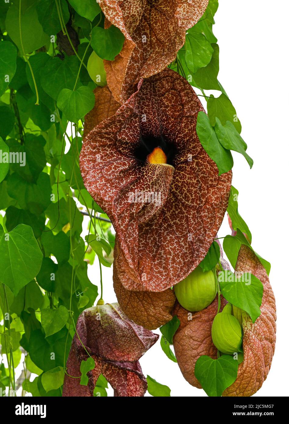 Giant Pelican Flower or Brazilian Dutchman‘s Pipe (Aristolochia ...