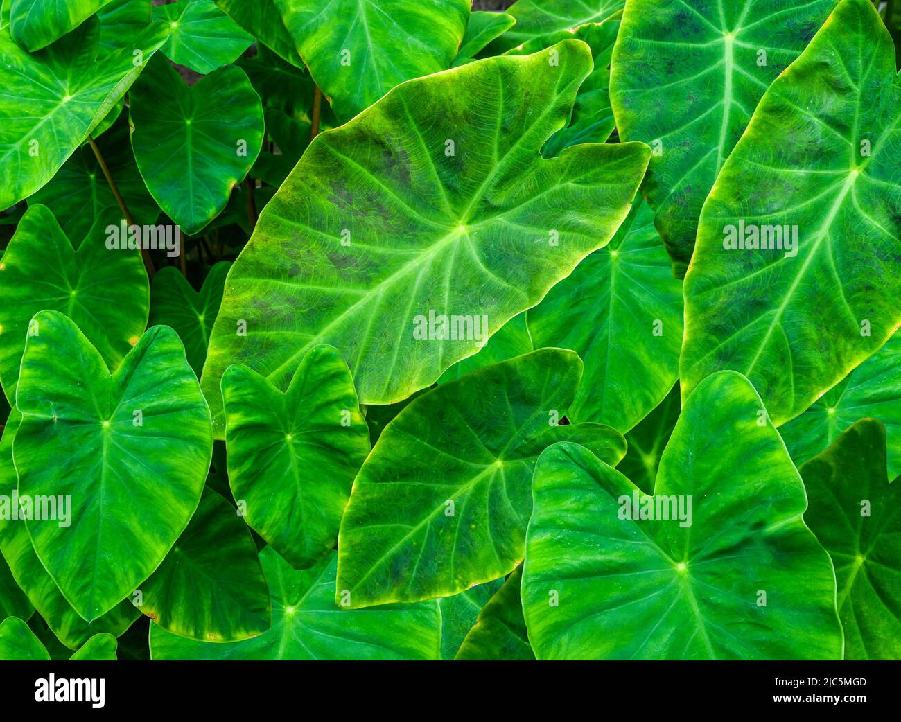 Taro, coco yam, or Eddoe (Colocasia esculenta) leaves Stock Photo - Alamy