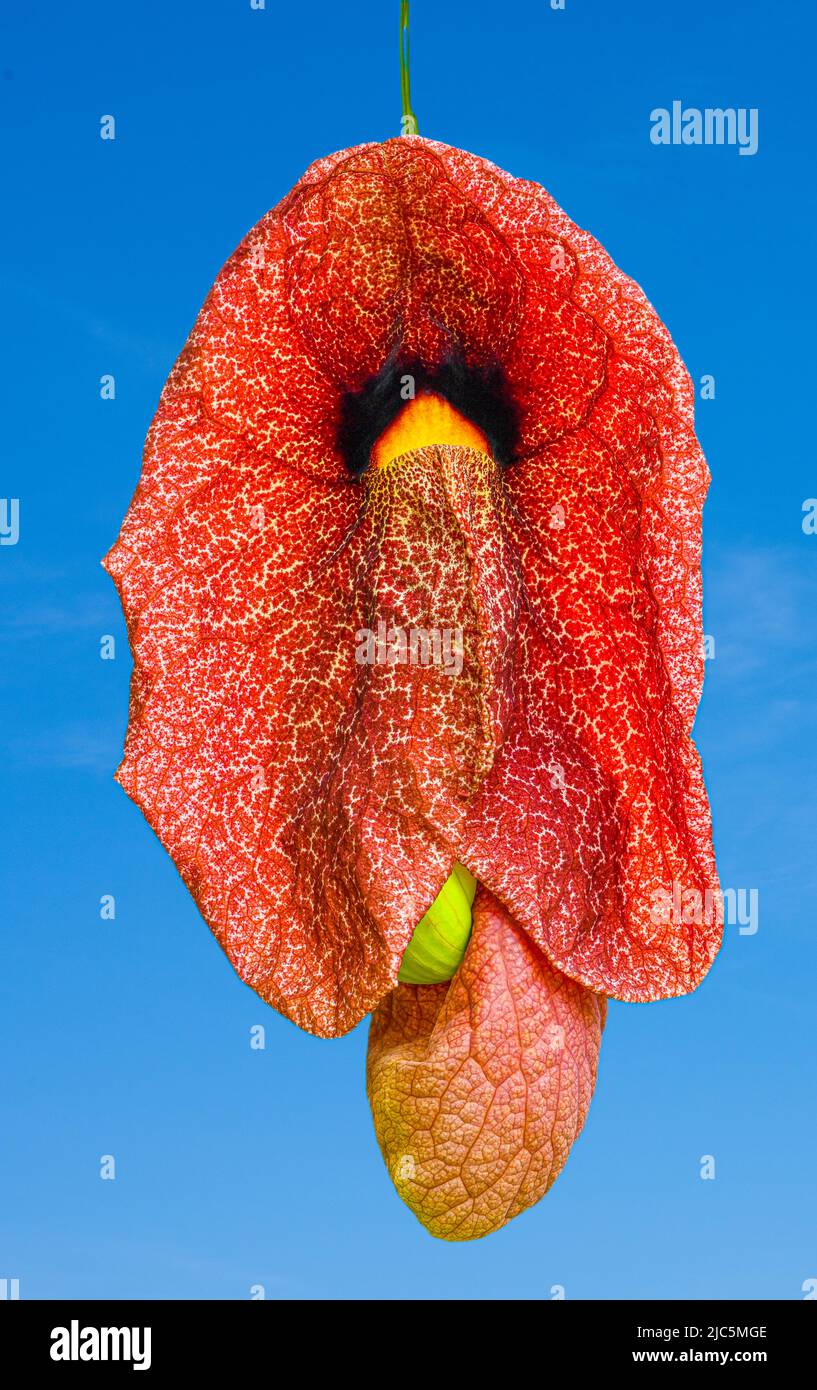 Giant Pelican Flower or Brazilian Dutchman‘s Pipe (Aristolochia ...
