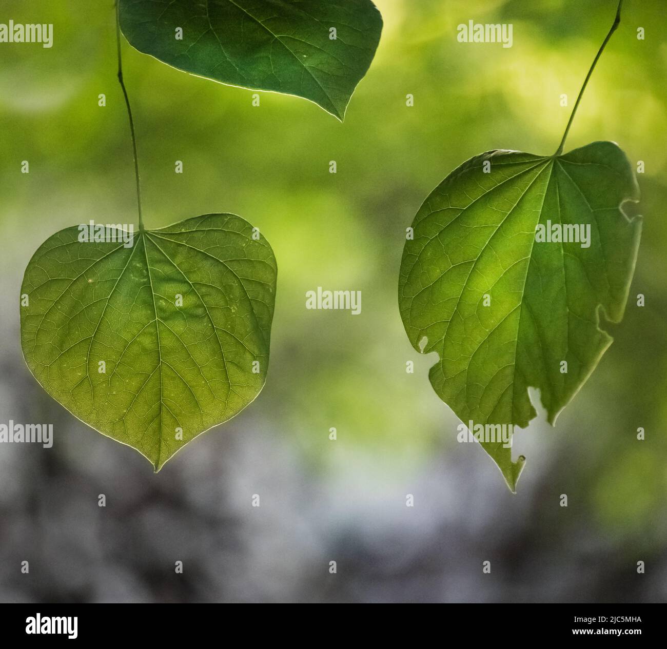 Redbud leaf veins hi-res stock photography and images - Alamy