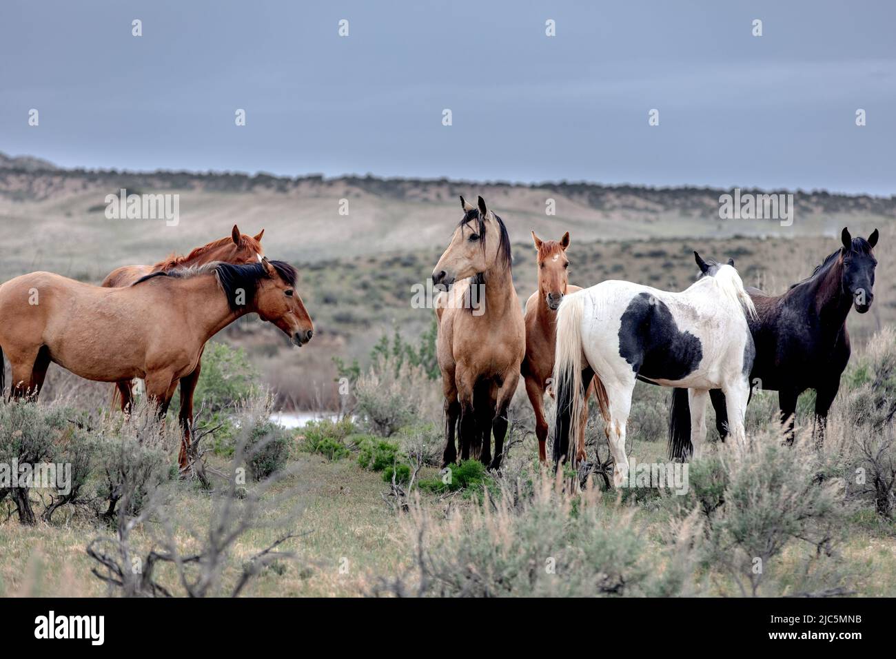 Dude ranch colorado hi-res stock photography and images - Alamy