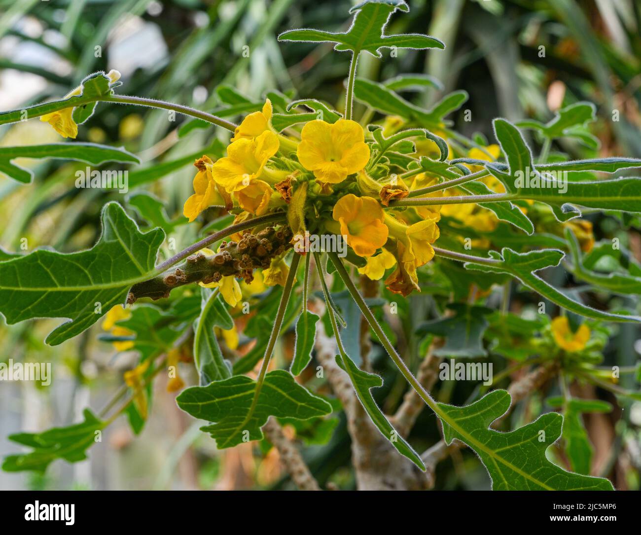 Uncarina roeoesliana (Family Pedaliaceae) is endemic to southern ...