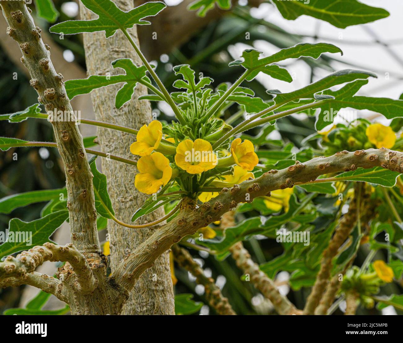 Pedaliaceae family hi-res stock photography and images - Alamy