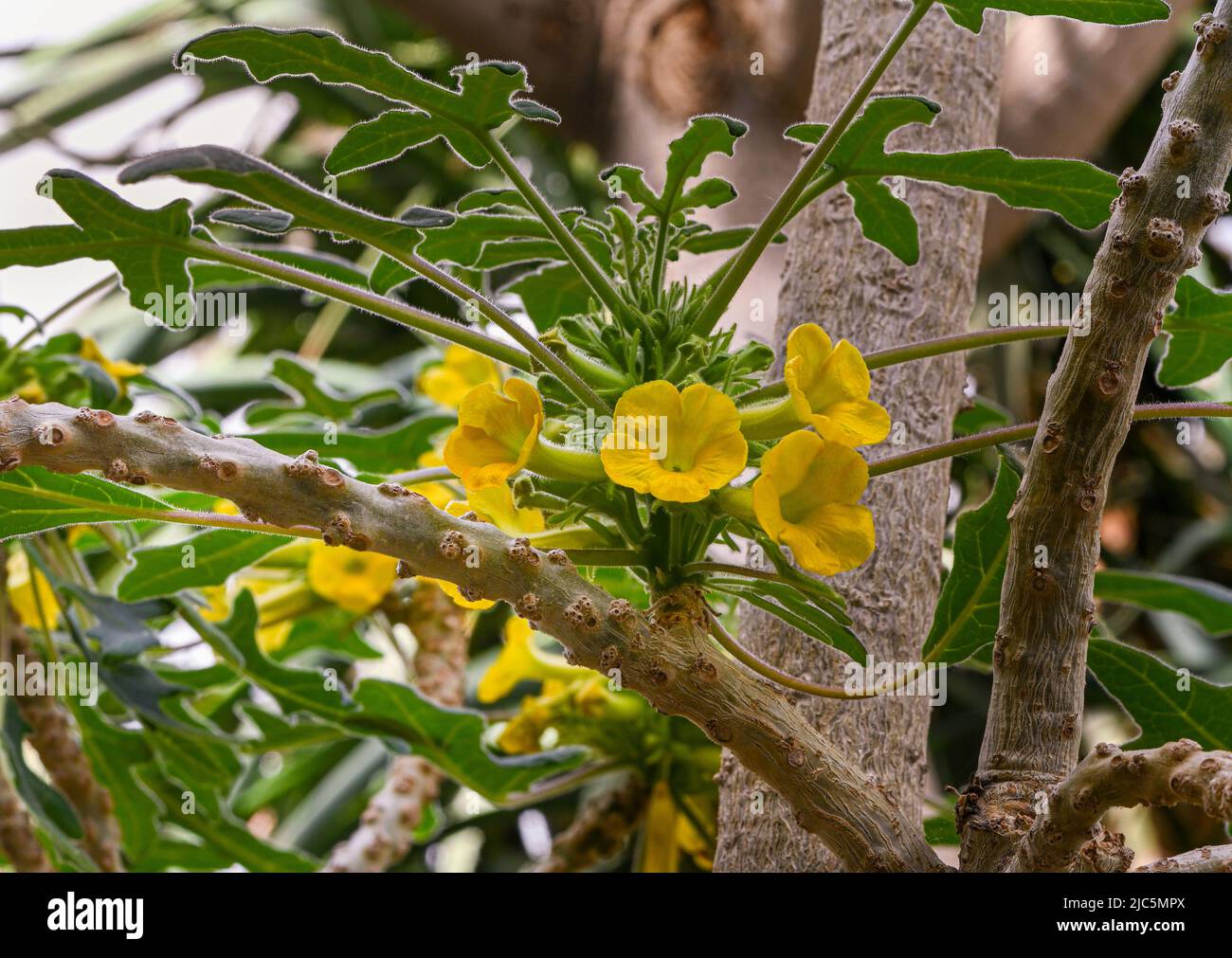 Uncarina roeoesliana (Family Pedaliaceae) is endemic to southern ...