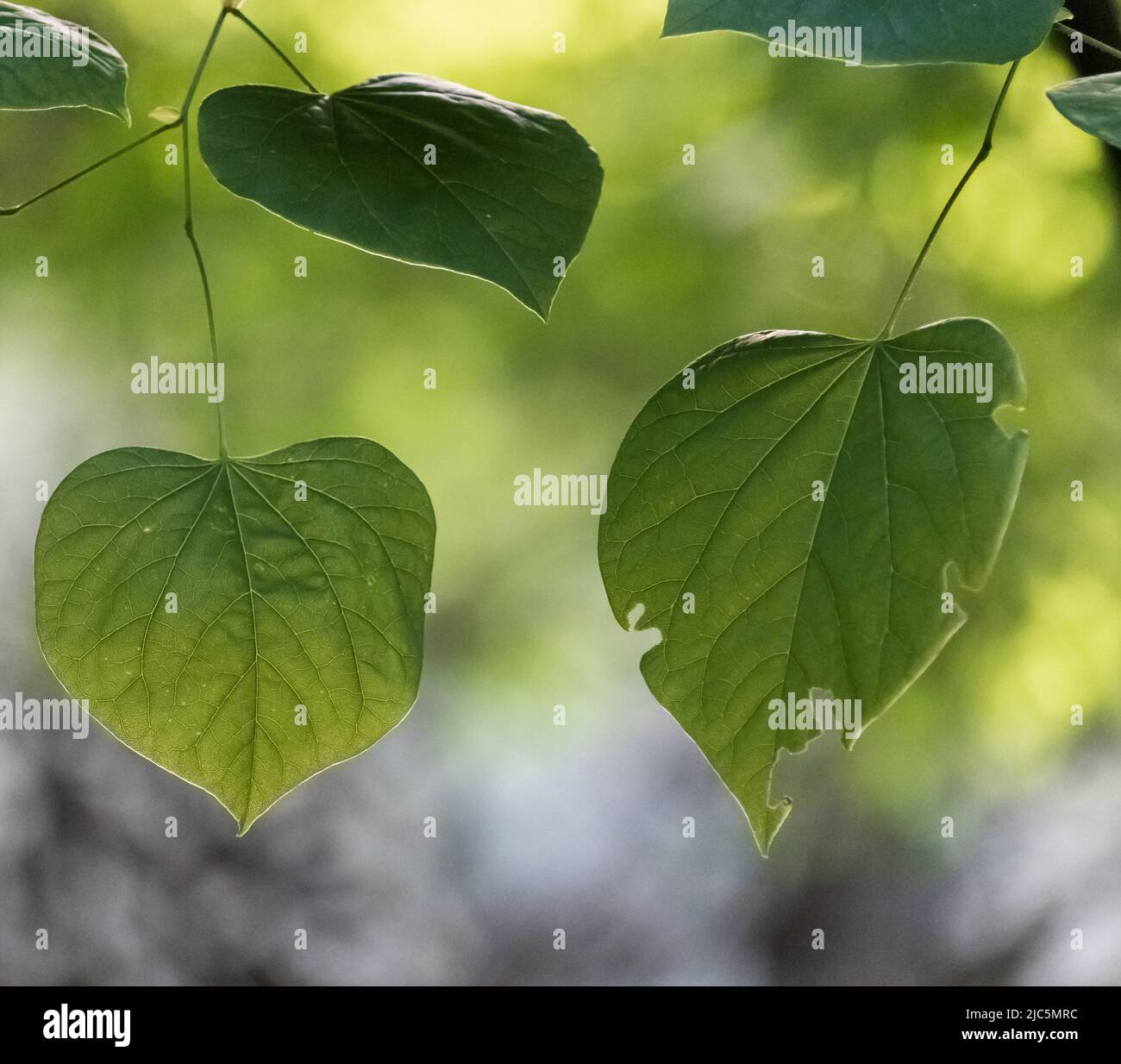 American judas tree hi-res stock photography and images - Alamy