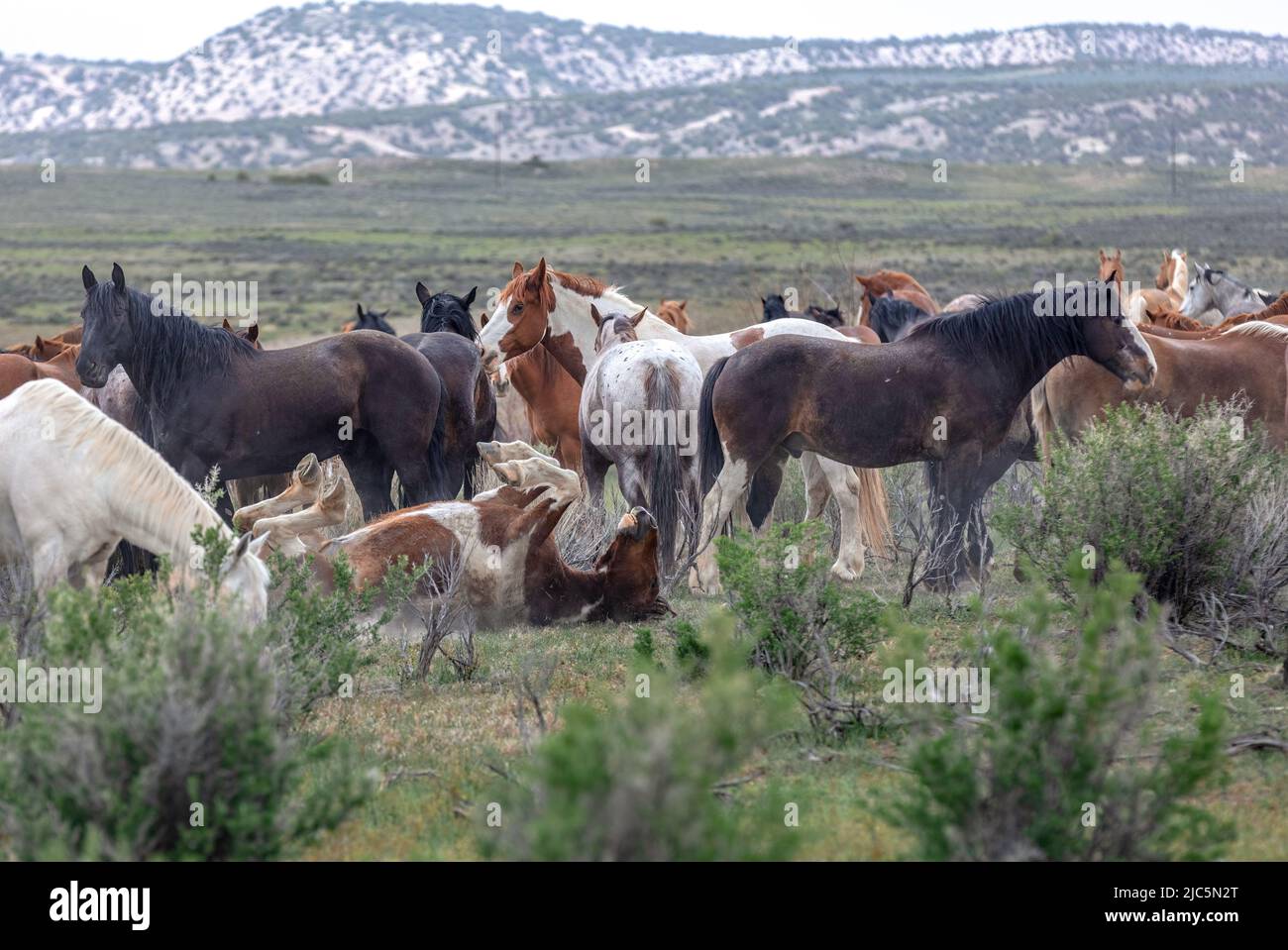 Dude ranch colorado hi-res stock photography and images - Alamy