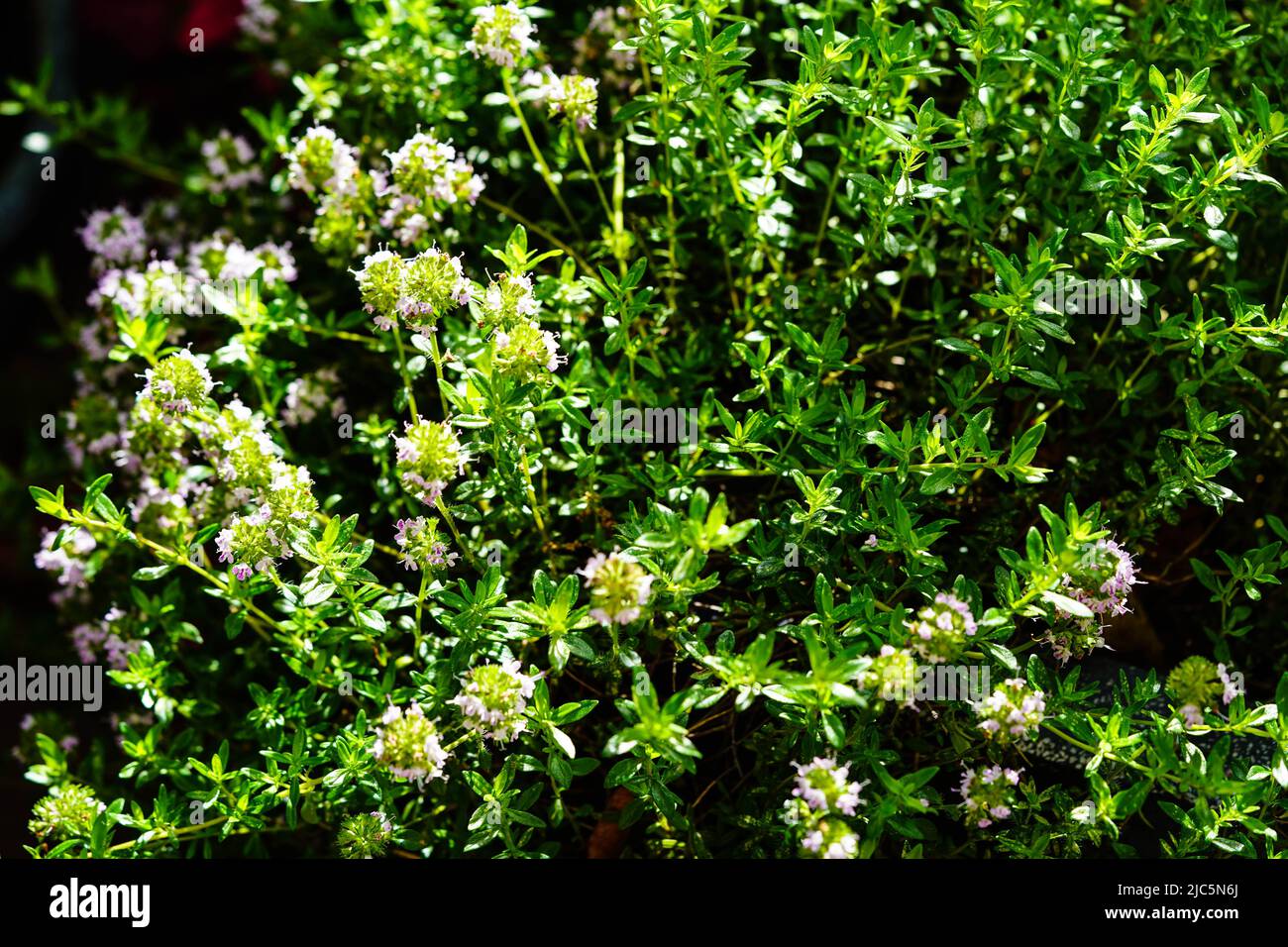 savory satureja hortensis delicious kitchen herbs Stock Photo - Alamy