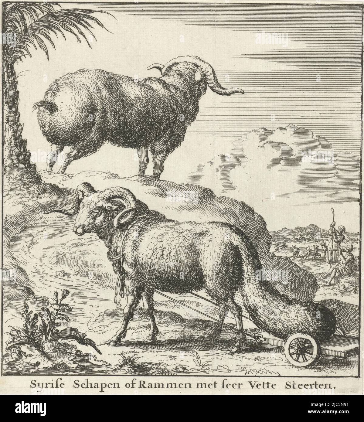 Rams sijrise sheep hi-res stock photography and images - Alamy