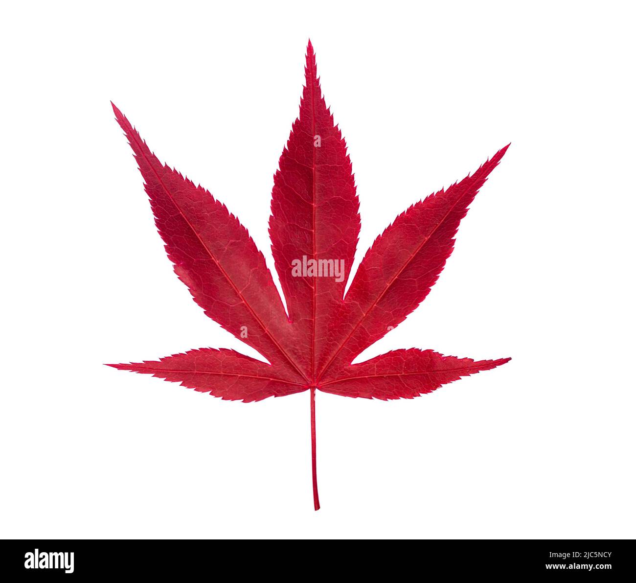 Red maple leaf close up isolated on white background Stock Photo - Alamy