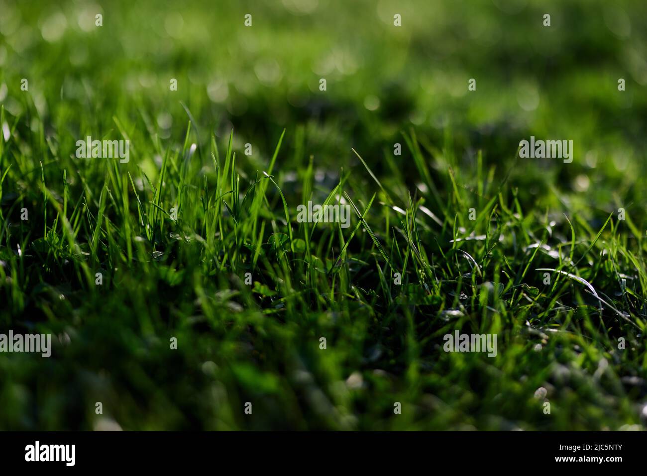 View of young green grass in a park, taken close-up with a beautiful ...