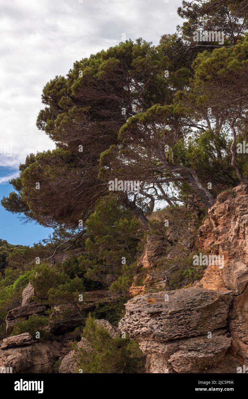 trees on a cliff in the costa brava Stock Photo - Alamy
