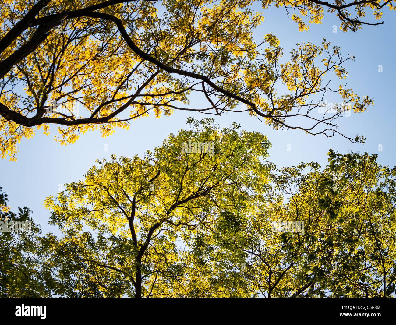 Canopy ceiling hi-res stock photography and images - Alamy