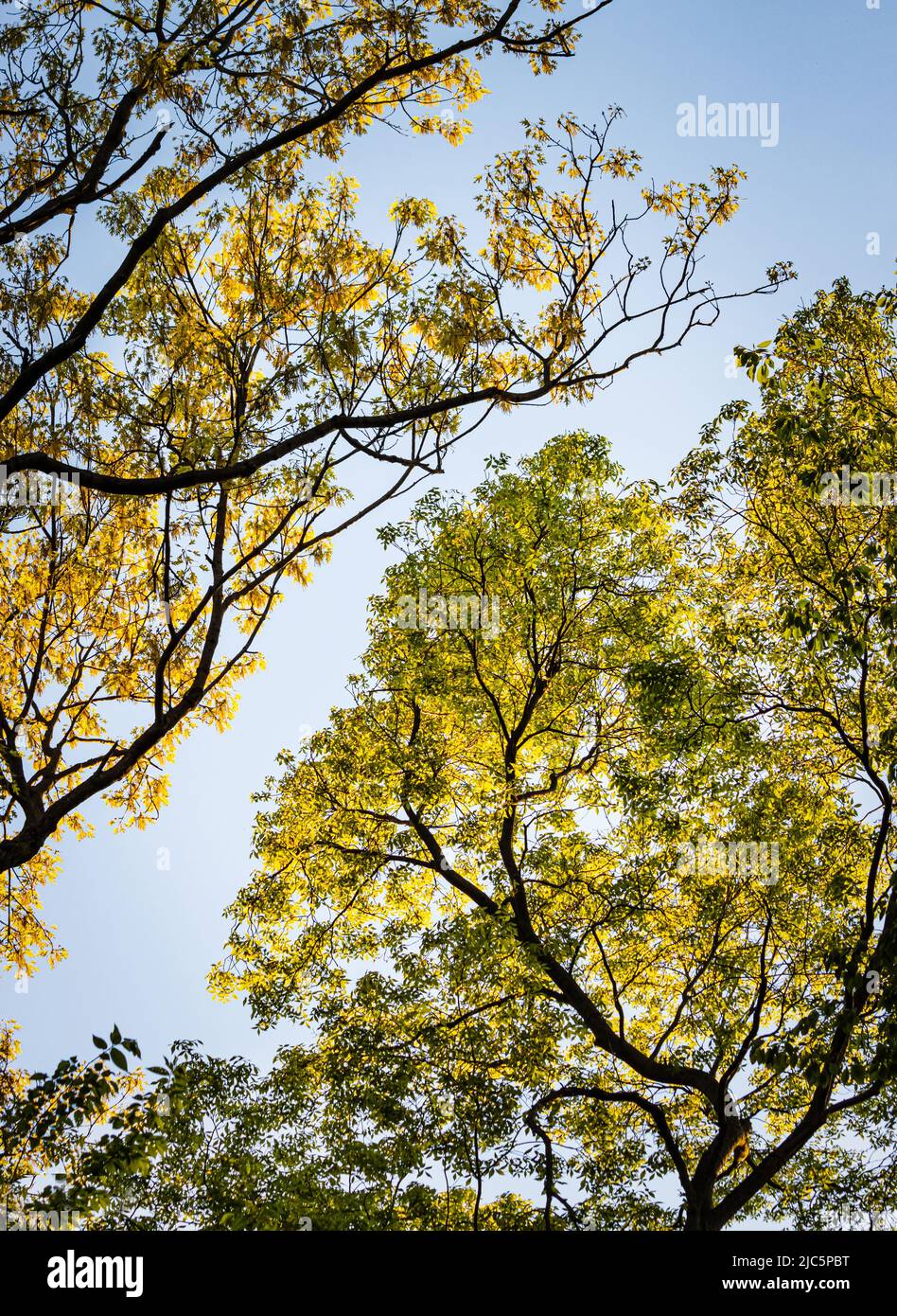 Leafy woodland hi-res stock photography and images - Alamy